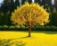 Der Akazien Baum - Alle Infos zum Robiniengew Afrika-Blog